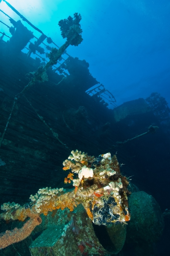 Salem Express | Red Sea Diving Safari with M/Y Cassiopeia and M/Y ...